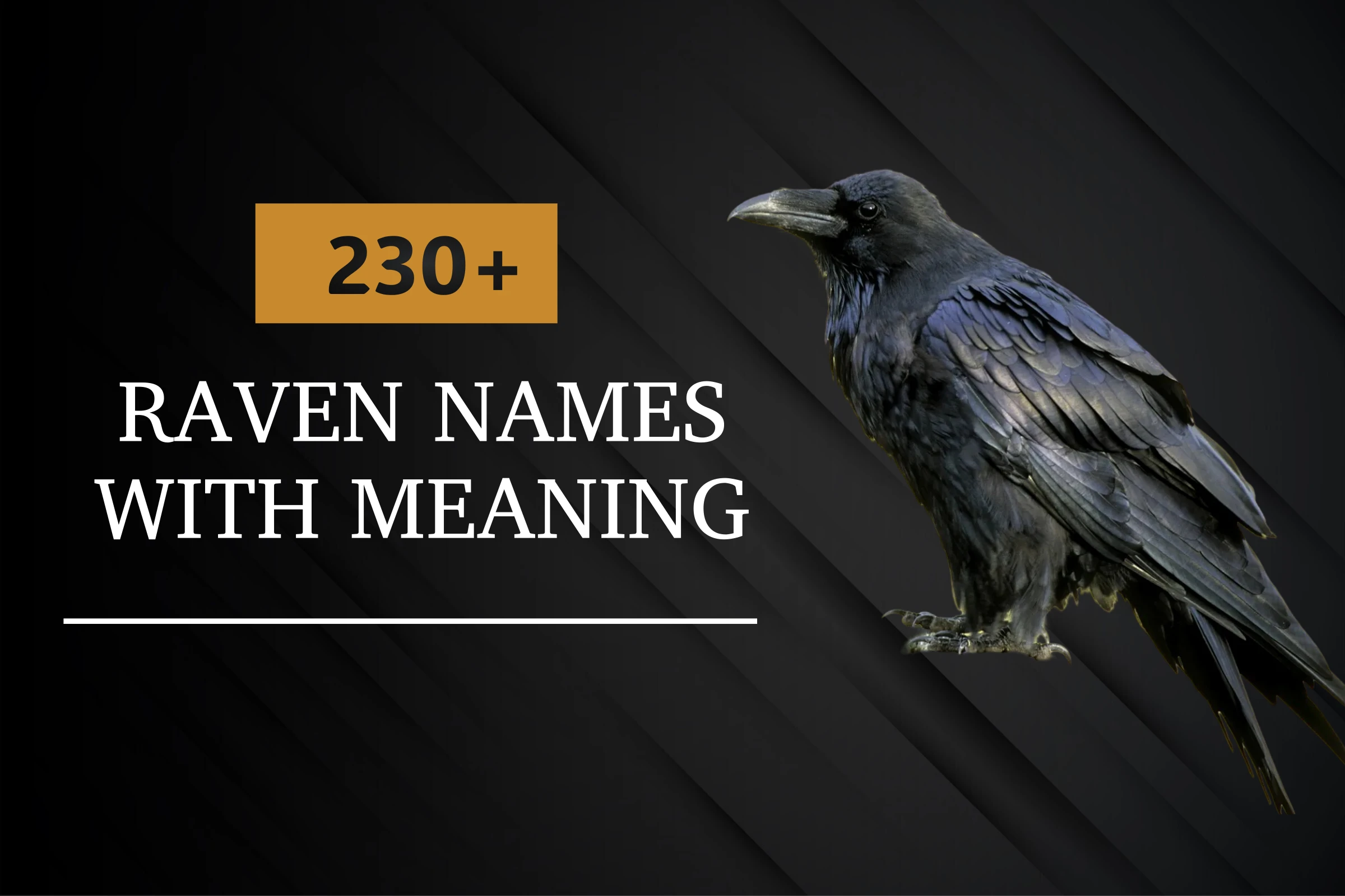 230+ Best Raven Names Along With Name Generator! – Names Frost