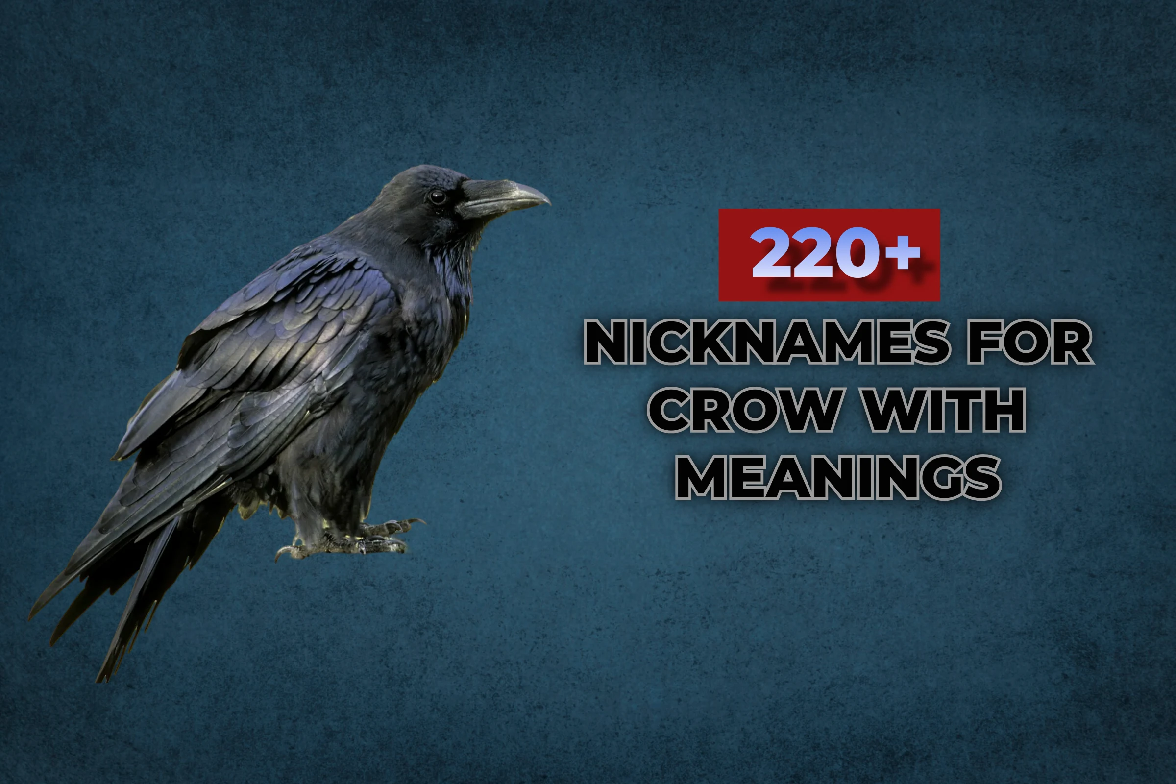 220+ Best Names for Crow With Meanings – Names Frost